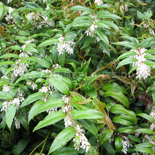 A Big Photo of Leucothoe Fontanesiana from FindMePlants