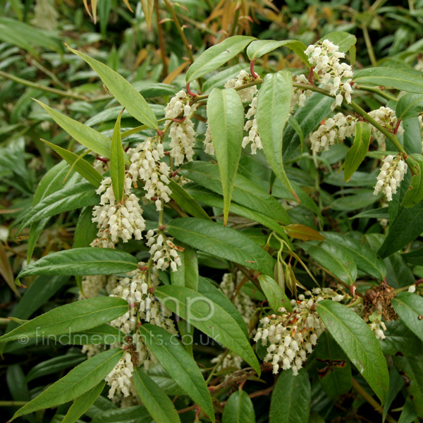 Leucothoe fontanesiana: Information, Pictures & Cultivation Tips