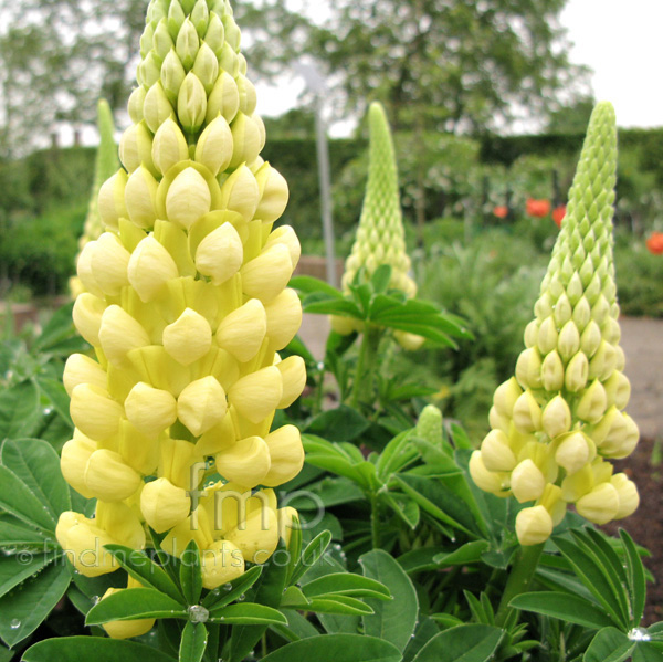 A Big Photo of Lupinus , Flower Close-up from FindMePlants