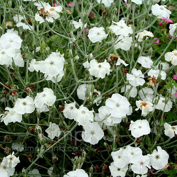 A Big Photo of Lychnis Coronaria from FindMePlants