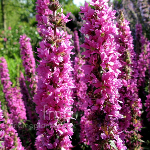 A Big Photo of Lythrum Salicaria, Flower Close-up from FindMePlants