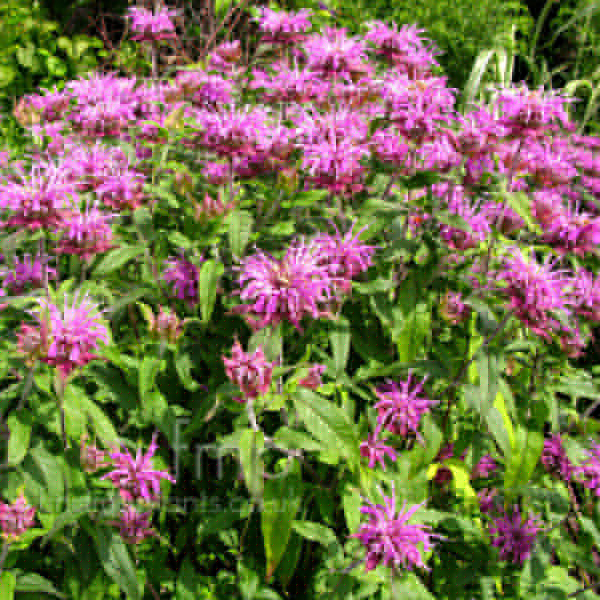 A Big Photo of Monarda from FindMePlants