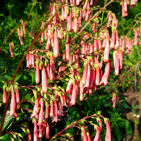 Phygelius aequalis: Information, Pictures & Cultivation Tips