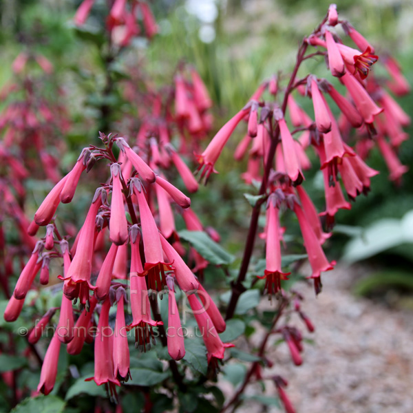 A Big Photo of Phygelius Rectus from FindMePlants