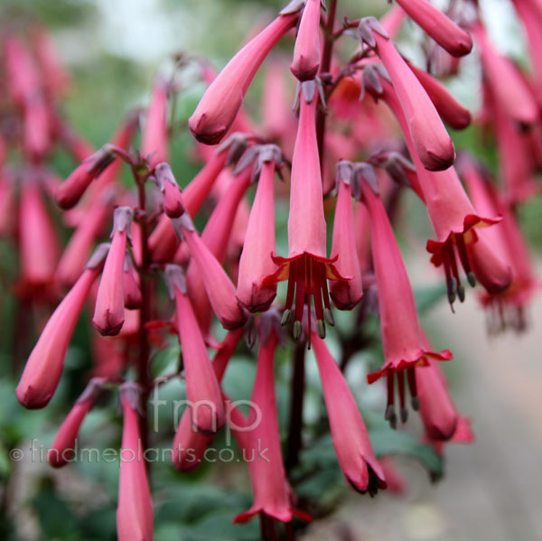 Phygelius rectus - 'Funfair Corral': Information, Pictures ...