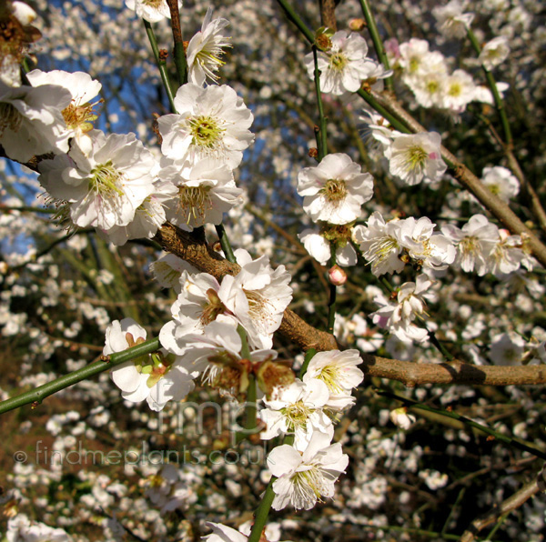 Prunus mume - omoi-no-mama: Information, Pictures & Cultivation Tips