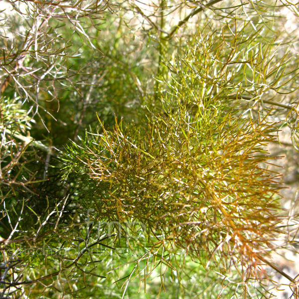A Big Photo of Foeniculum Vulgare from FindMePlants