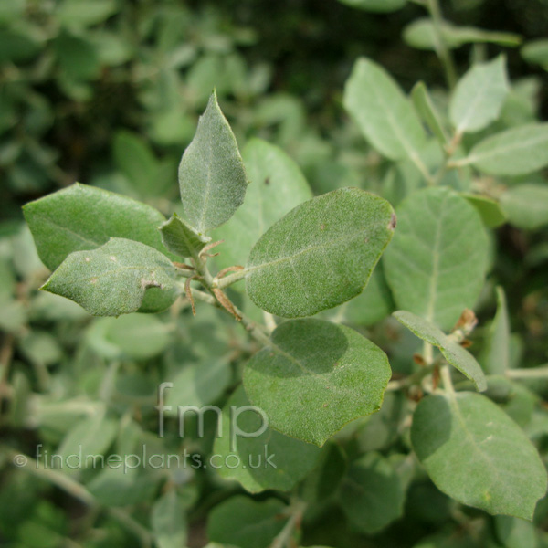 Quercus rotundifolia: Information, Pictures & Cultivation Tips