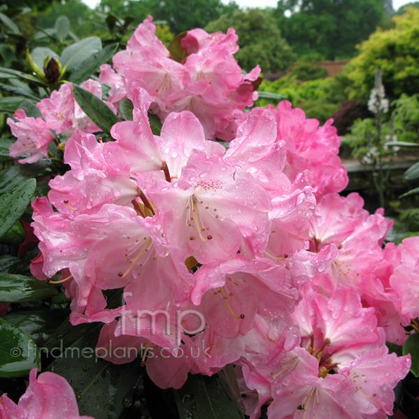 A Big Photo of Rhododendron from FindMePlants
