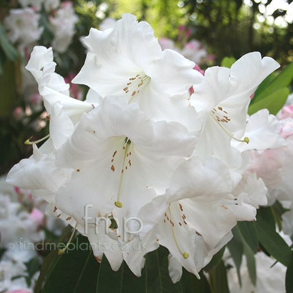 Rhododendron loderi - 'Fariyland': Information, Pictures & Cultivation Tips