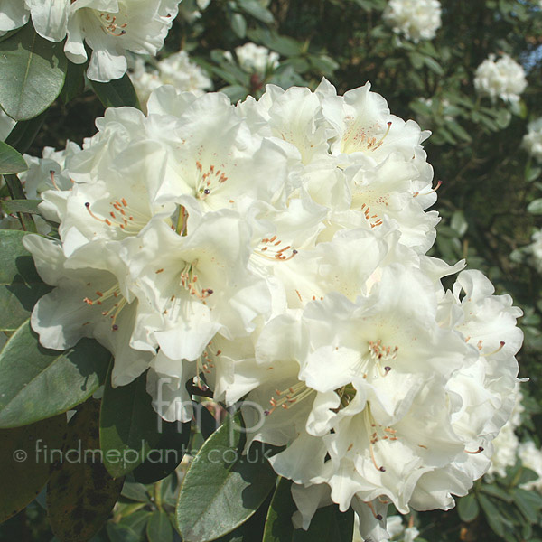 A Big Photo of Rhododendron 'Unique' from FindMePlants