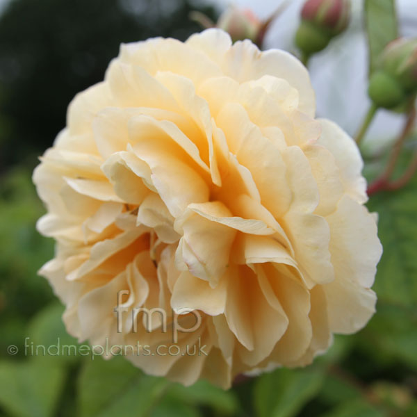 Rosa - 'Buff Beauty': Information, Pictures & Cultivation Tips