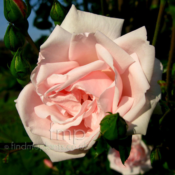 A Big Photo of Rosa , Flower Close-up from FindMePlants