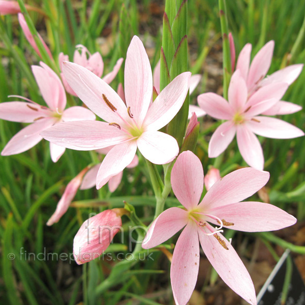 Schizostylis coccinea - 'November Cheer': Information, Pictures ...
