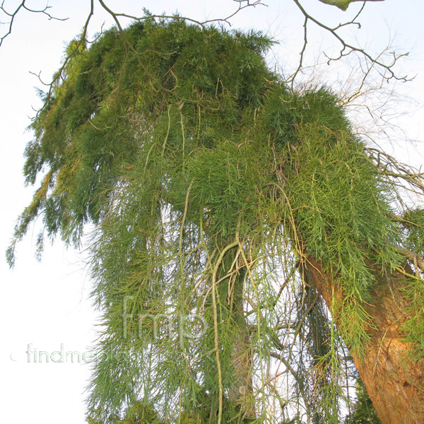A Big Photo of Sequoiadendron Pendula from FindMePlants