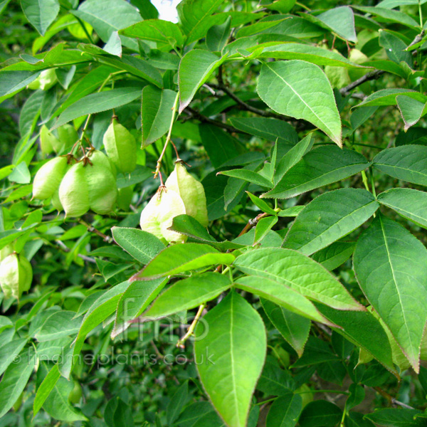 A Big Photo of Staphylea from FindMePlants