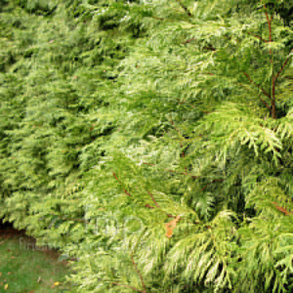 A Big Photo of Thuya Plicata from FindMePlants