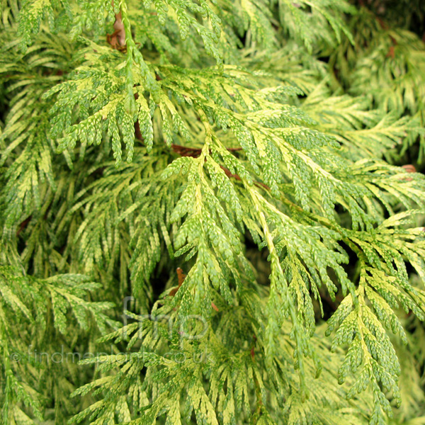 A Big Photo of Thuya Plicata, Leaf Close-up from FindMePlants