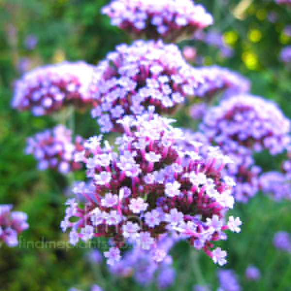 A Big Photo of , Flower Close-up from FindMePlants